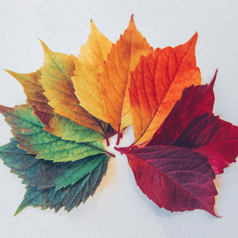 National Centre for Integrative Medicine - Inspiring Health and Wellbeing