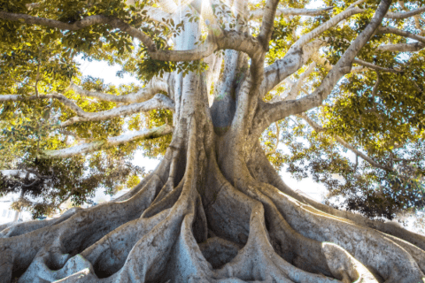 The Functional Medicine Tree - NCIM - National Centre for Integrative ...