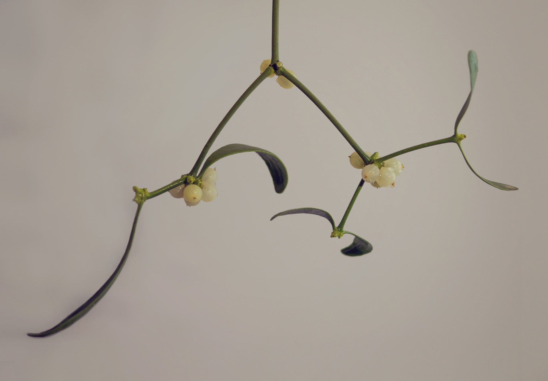 An Introduction to Mistletoe Therapy - NCIM - National Centre for ...
