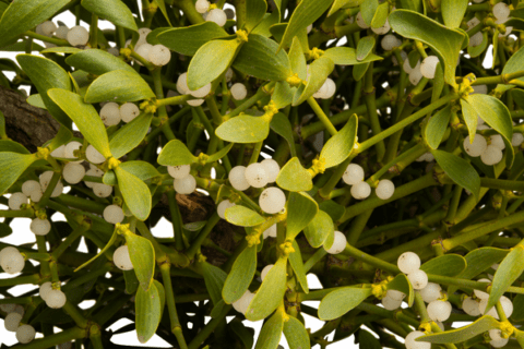 Mistletoe as a Supportive Therapy for Cancer - NCIM - National Centre ...