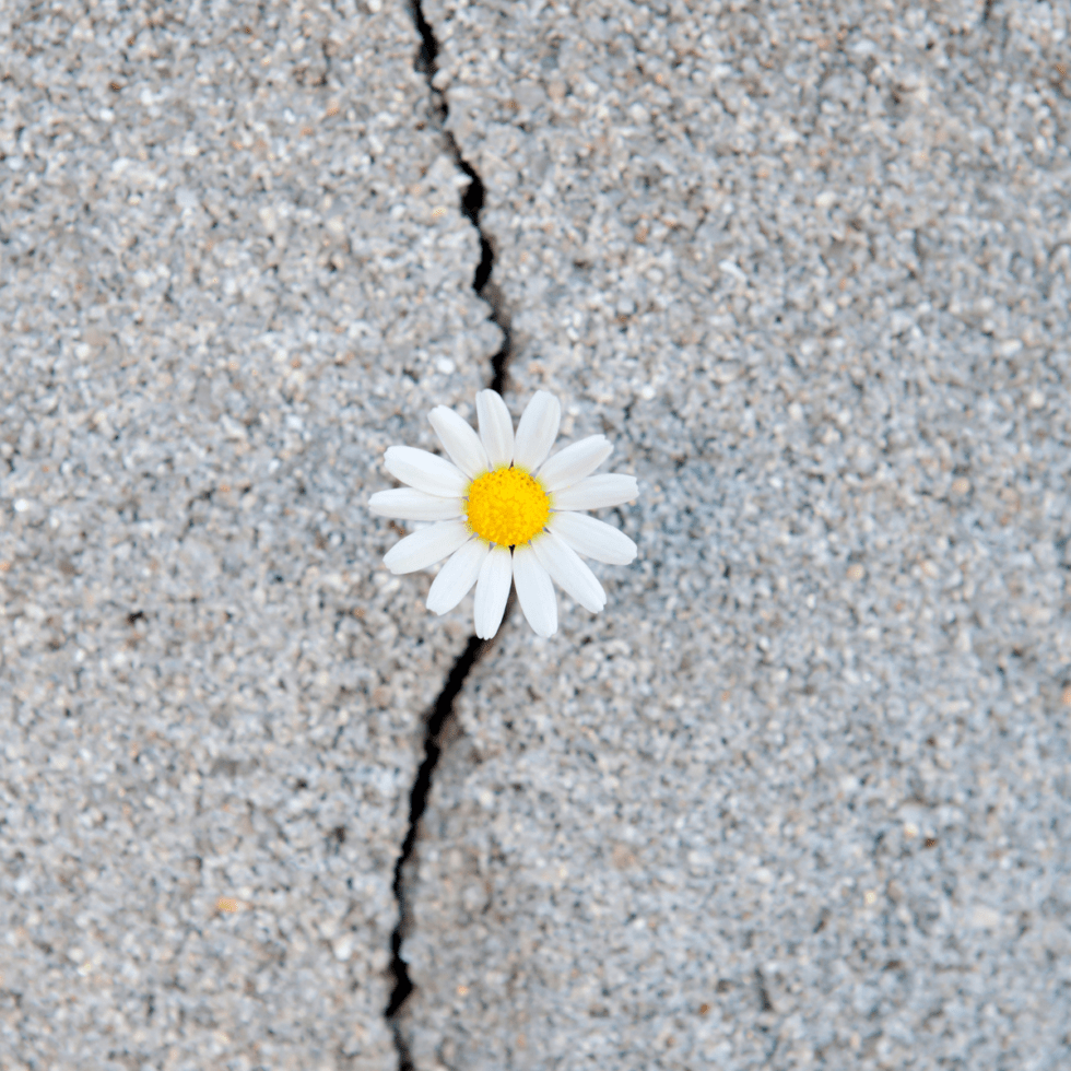 Trauma-Informed Care: Healing with Compassion and Understanding - NCIM ...