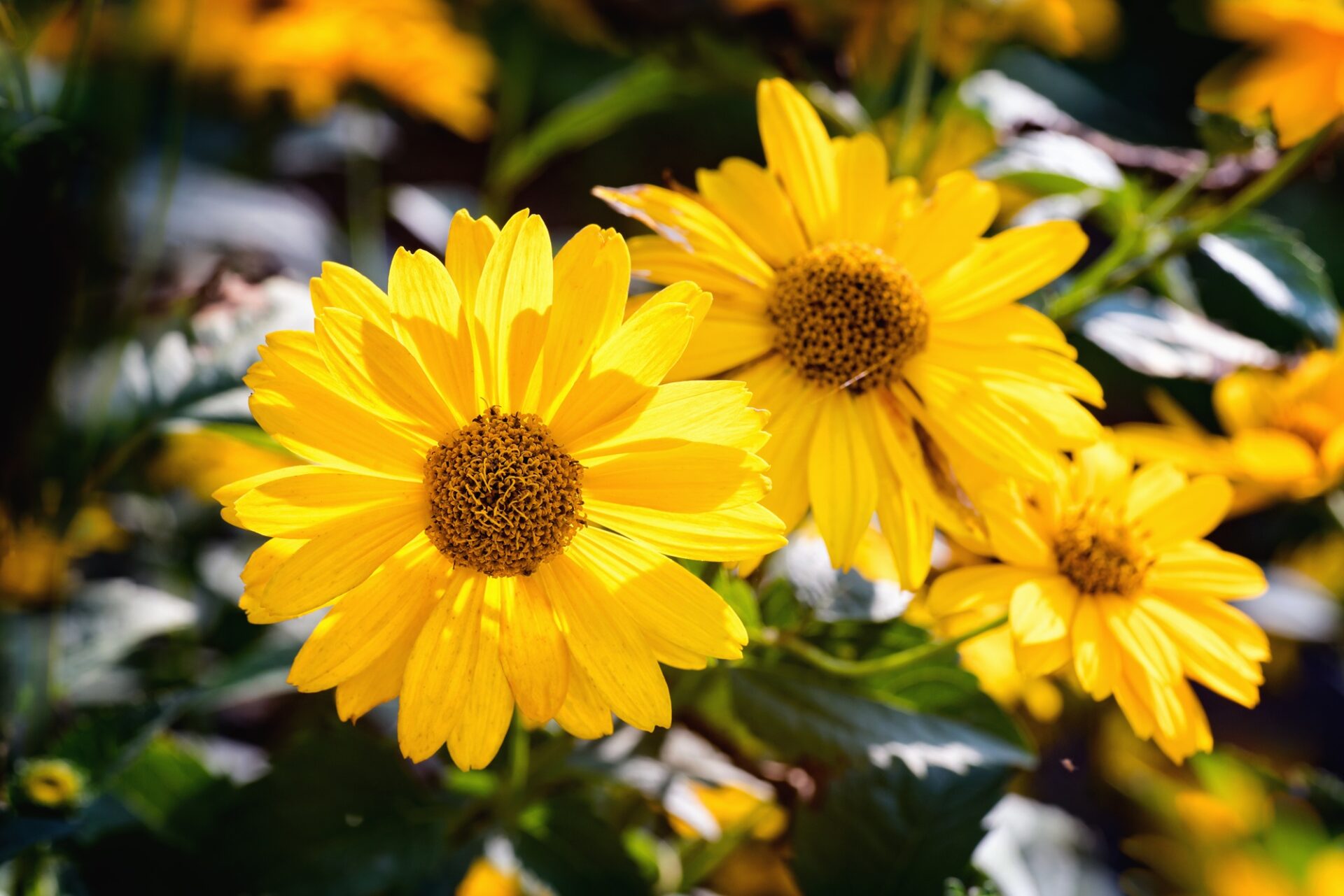 The effects of topical Arnica on performance , pain and muscle damage ...